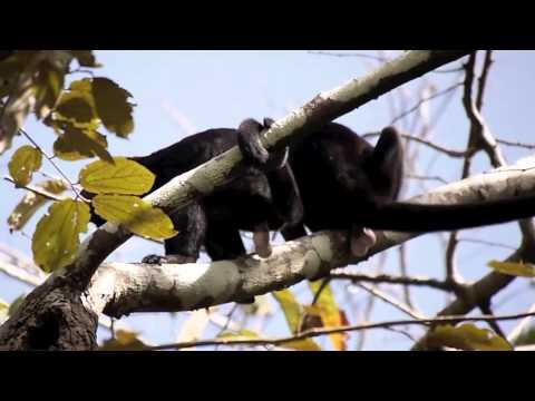 Howler Monkey Balls - YouTube