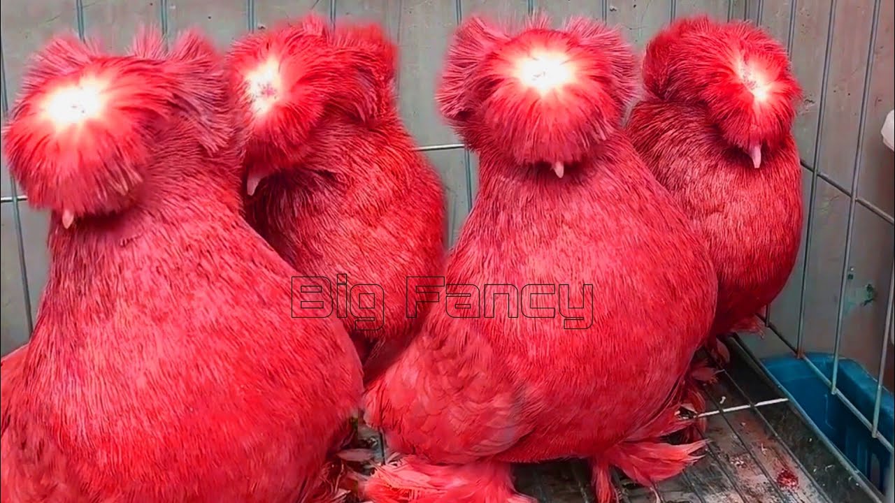 Pigeon farm & fancy pigeon video || beautiful & Rare fancy pigeons ...