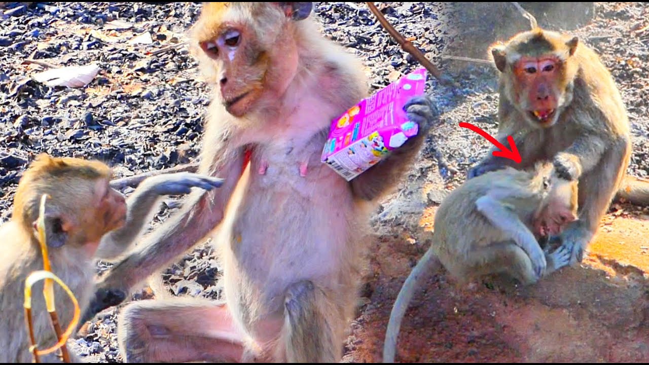 Amazing..! Waki monkey isn't happy with the Emoly to grab the monkey ...