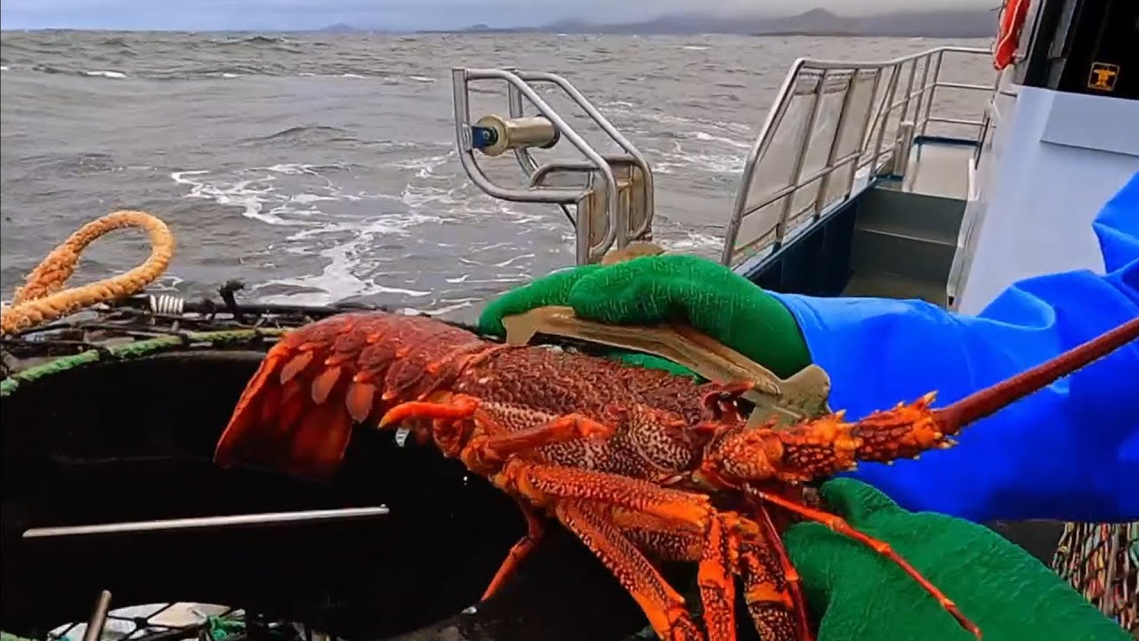 Giant Lobster Hunters S04E05 - YouTube