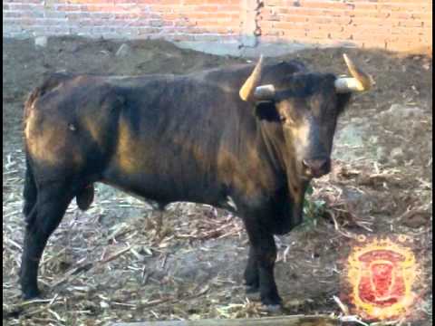 Los mejores toros de Guanajuato y Michoacan. - YouTube