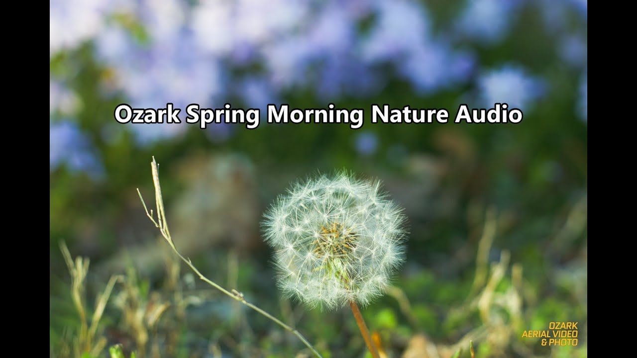 Ozark Spring Morning Nature Audio - YouTube