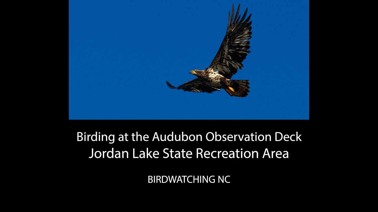 Birding at the Audubon Observation Deck by Birdwatching N.C - YouTube