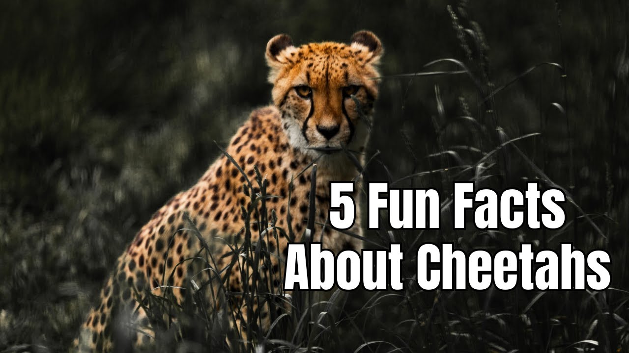 5 Fun Facts About Cheetahs - YouTube