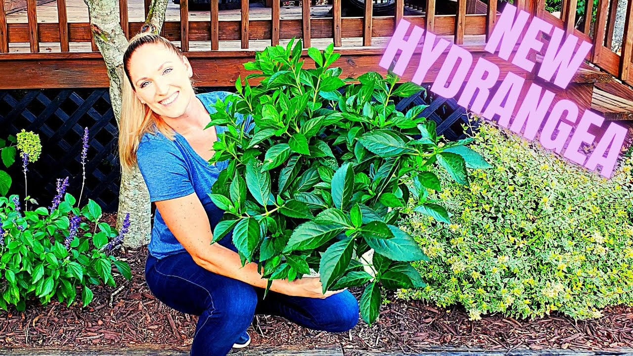 New Type Of Hydrangea | Fairytrail Bride® Cascade Hydrangea | Hybrid ...