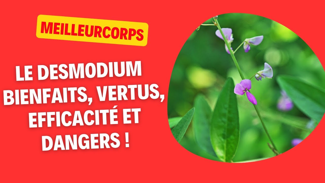 LE DESMODIUM : BIENFAITS, VERTUS, EFFICACITÉ ET DANGERS POTENTIELS ...