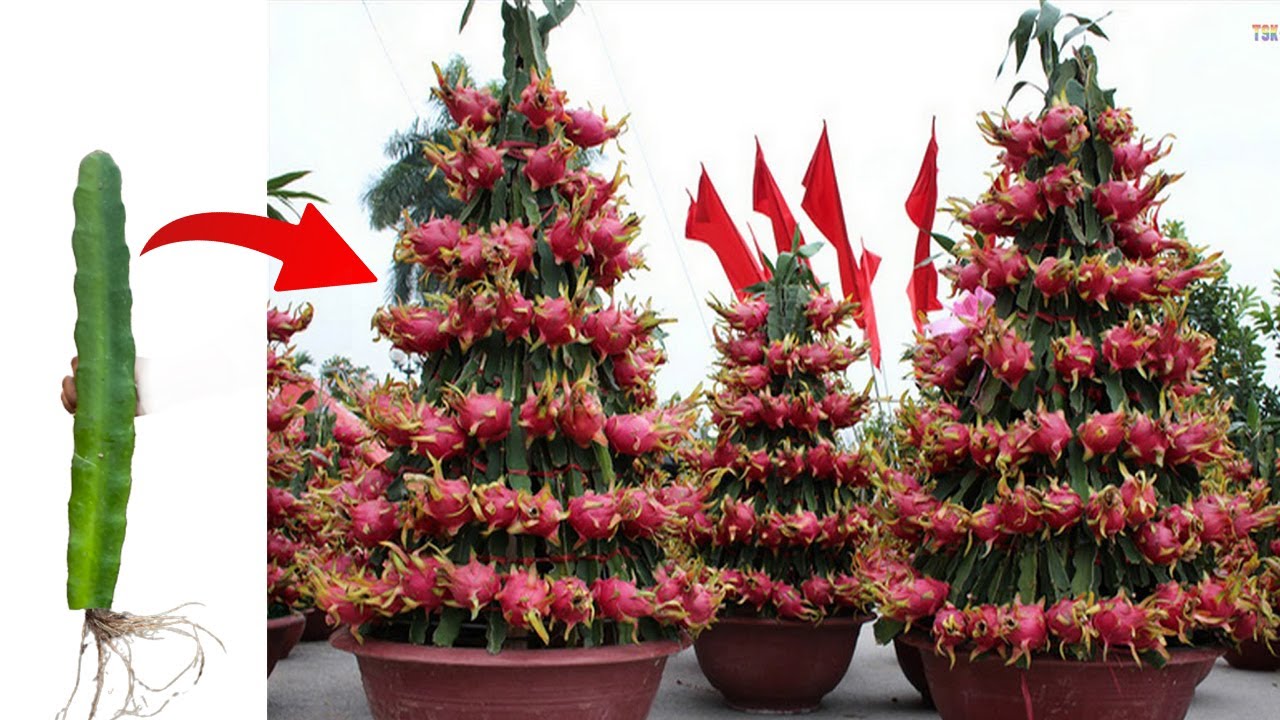 How to grow purple Dragon fruit from cuttings for beginners - YouTube