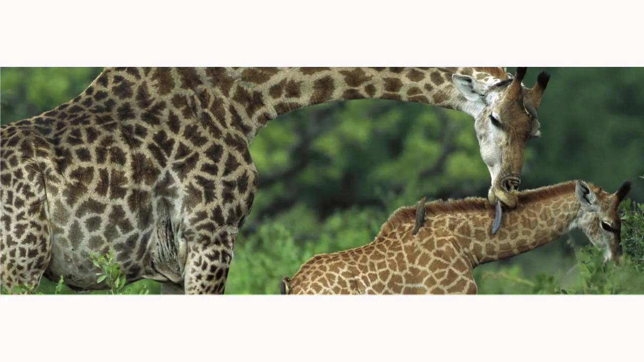 Giraffe Legs' Strong, Skinny Secret - YouTube