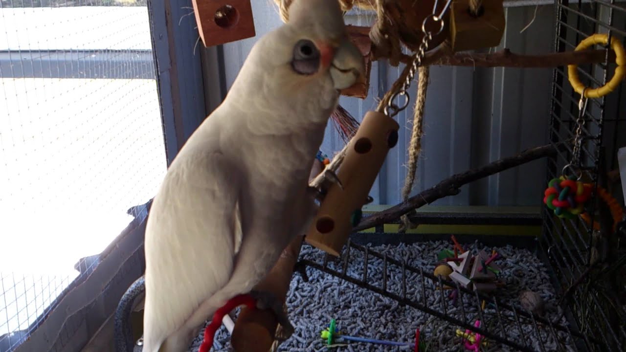 Precious uses Smarty Stick toy 1080p - YouTube