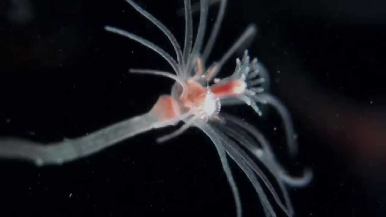 Actinula release in Ectopleura crocea (Cnidaria, Hydrozoa, Tubulariidae ...