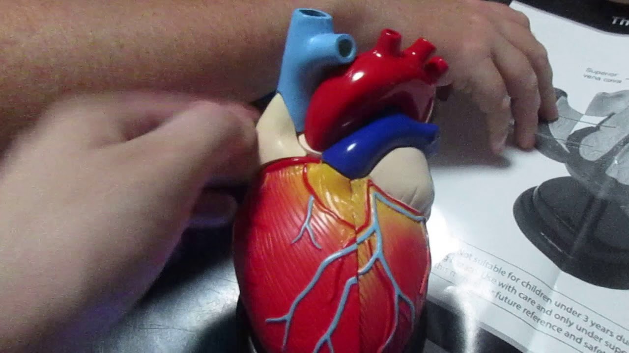 Cardiology set unboxing and demonstration. - YouTube