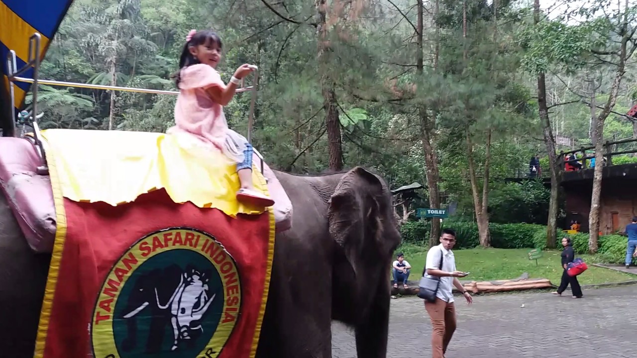 Haura Ramadhani naik Gajah edisi liburan #Taman Safari Indonesia ...