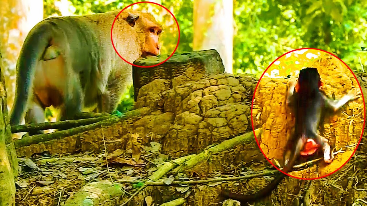 OMG! Jazzy Monkey Fall Down If There isn't any Monkeys To Help, Even ...