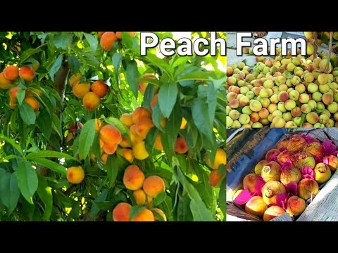 A visit to Peach Farm || Fruit Farming || Peach Farm || Harvesting ...