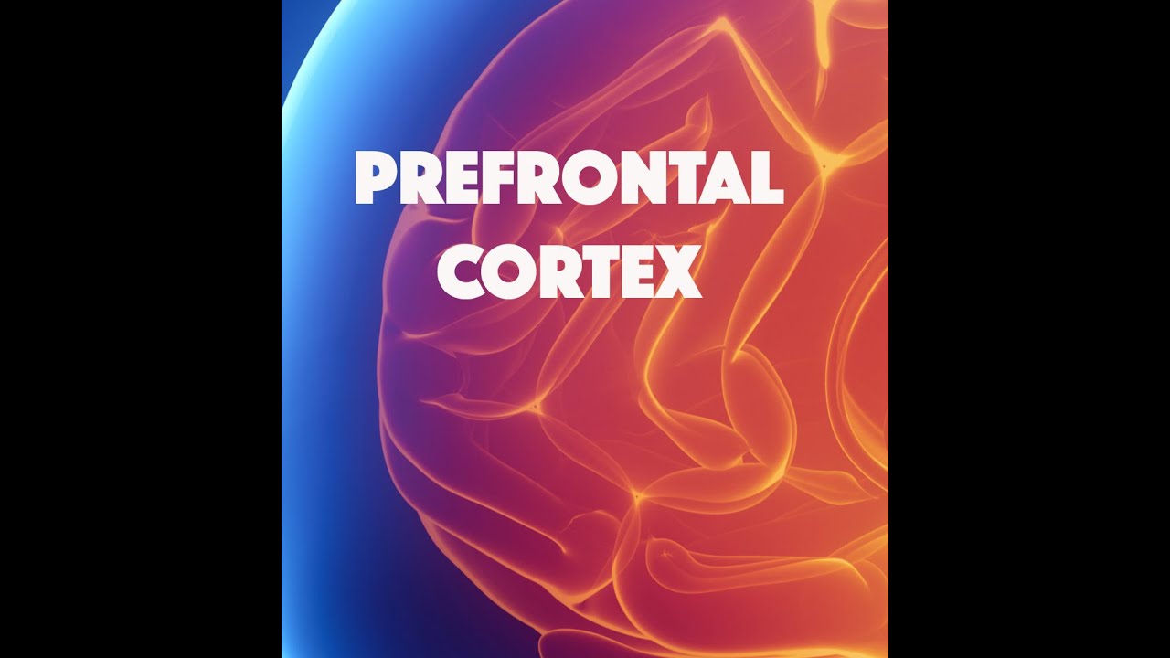 Prefrontal Cortex - YouTube