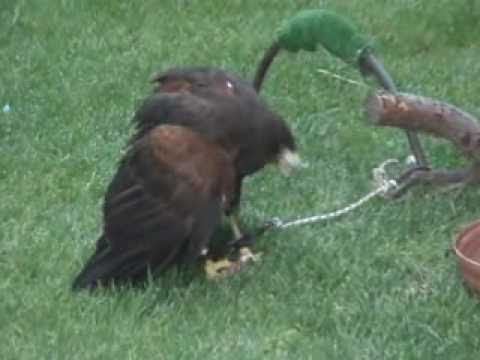 Harris Hawk vs Pigeon - Falconry 3 - YouTube