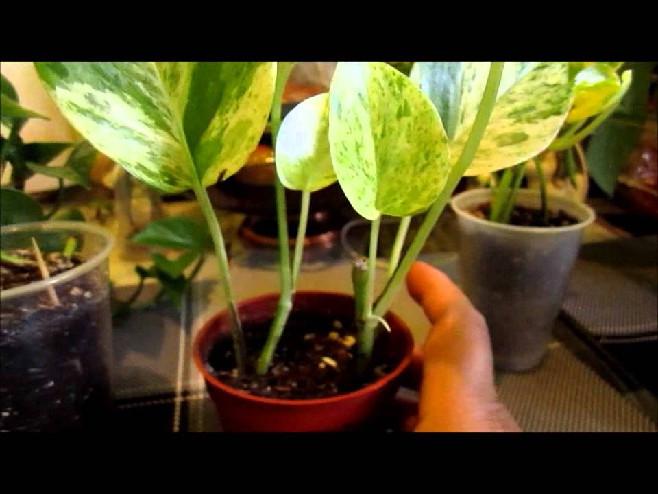 Rooting Pothos plant - YouTube