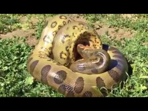 Φιδι καταπηνει γουρουνι - YouTube