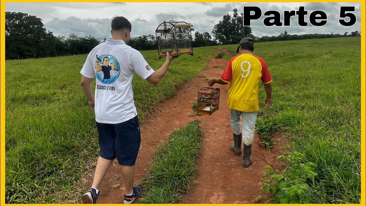COLEIRO MATEIRO CANTA MUITO LÁ NO PONTEIRO DAS ÁRVORES - YouTube
