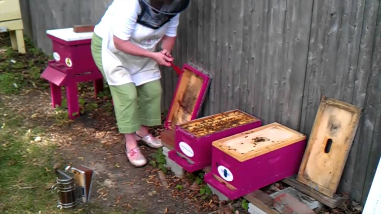 Emergency Queen Cells - YouTube