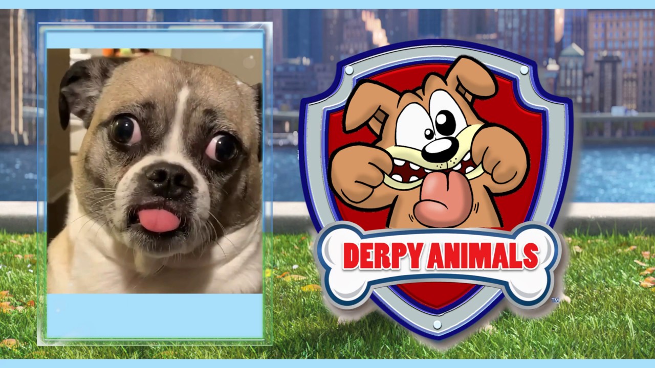 Derpy Cute and Adorable Pets Dogs and Cats | Cute Animals Doing Derpy ...