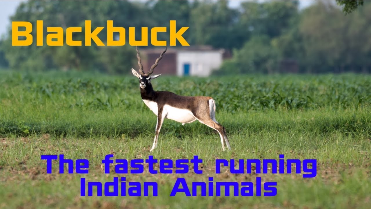 Blackbuck: The fastest running Indian Animal - YouTube