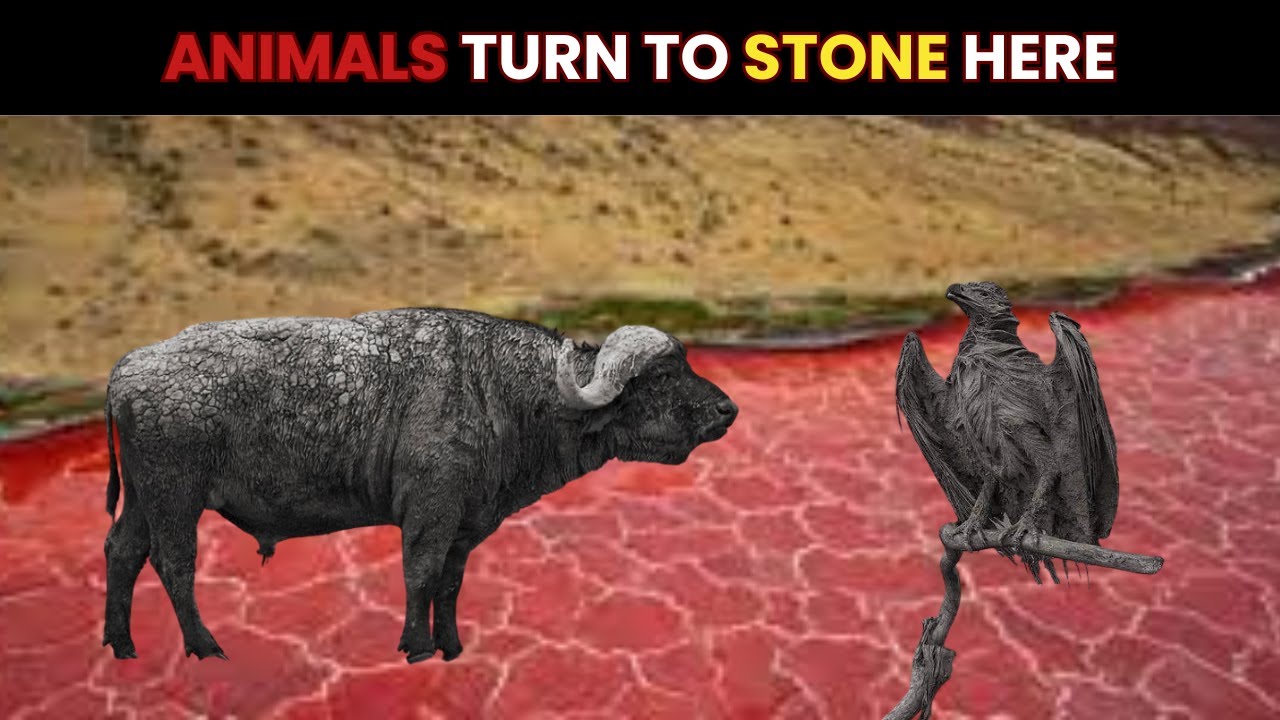 This African Lake Turns Animals to STONE - YouTube