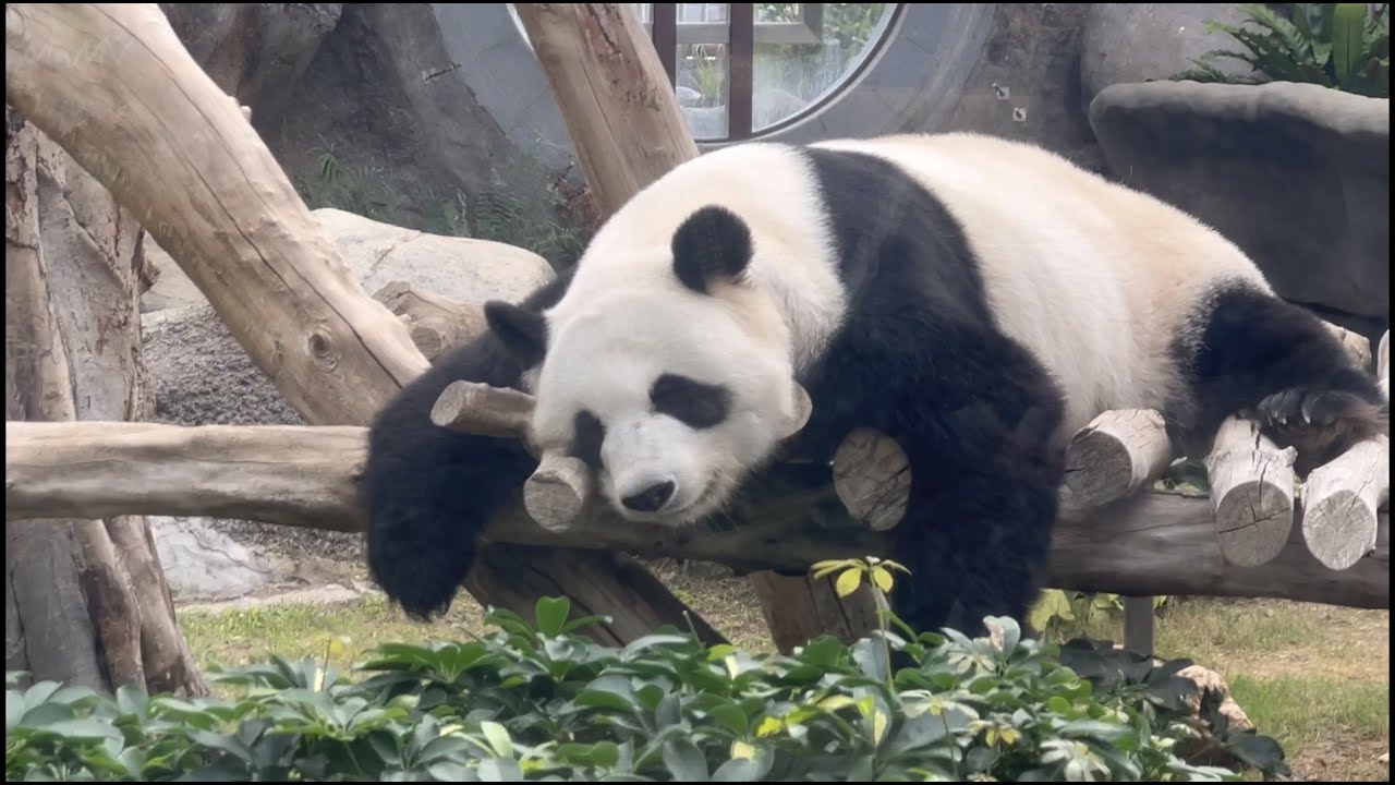 Visiting Monkeys, Pandas & some other cute animals in Ocean Park HK ...