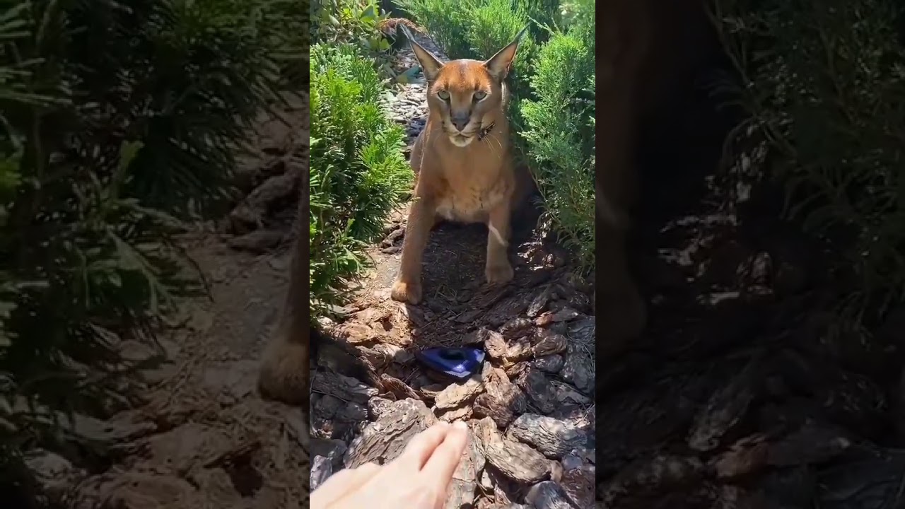 Angry Floppa😾 - YouTube