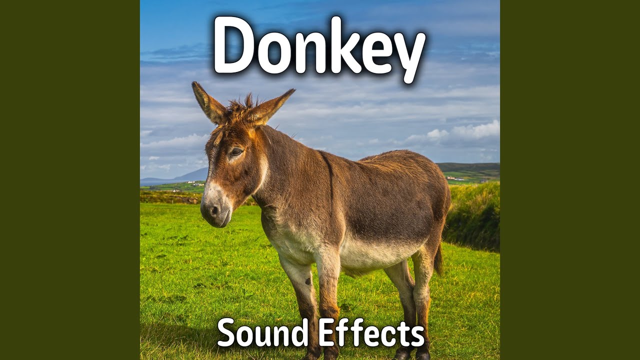 Single Donkey with Many High Whistle Brays 2 - YouTube