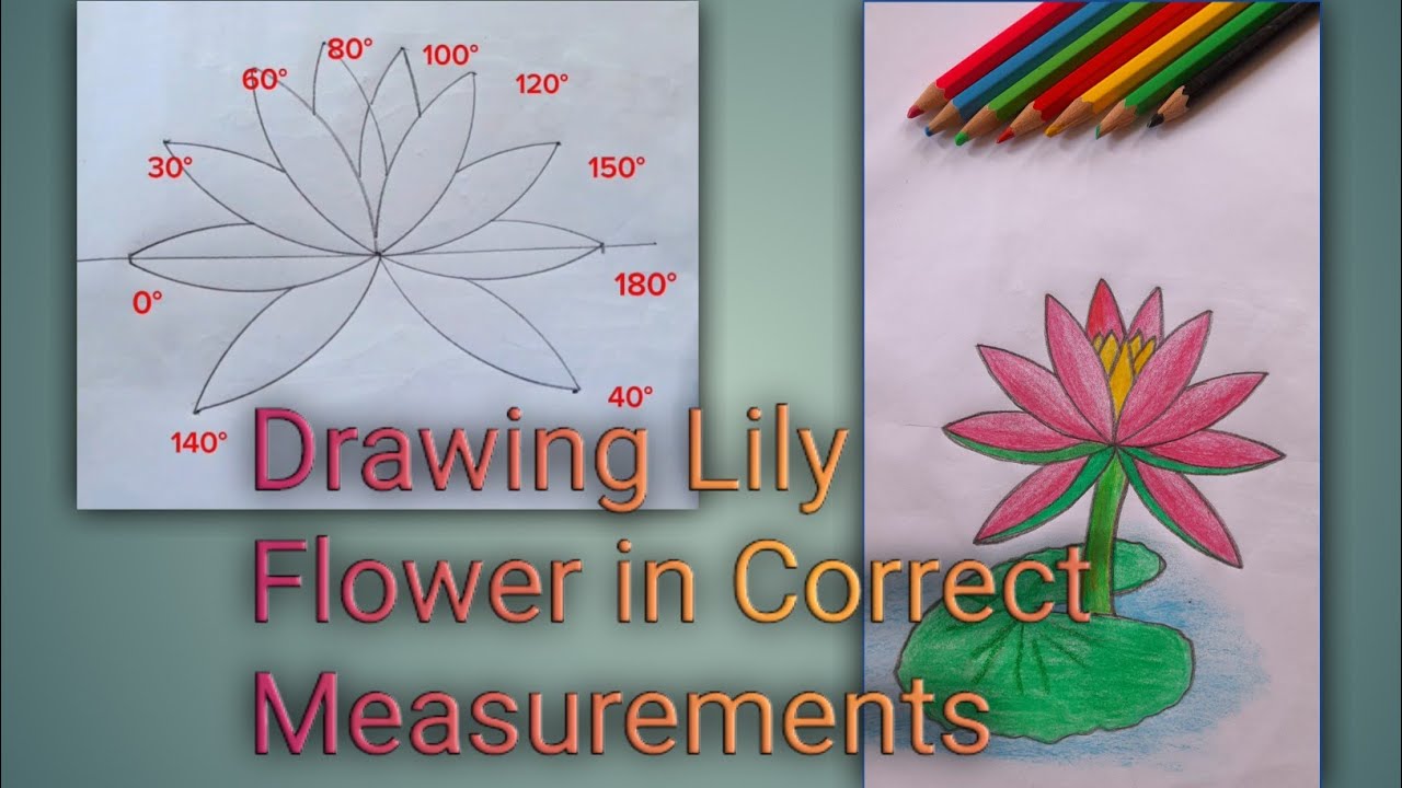 How to draw water lily flower step by step || Easy way to draw lily ...