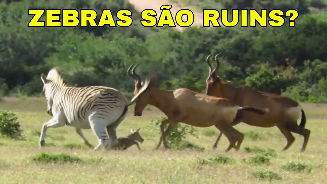 Zebra furiosa ataca filhote de vaca-do-mato!!! - YouTube
