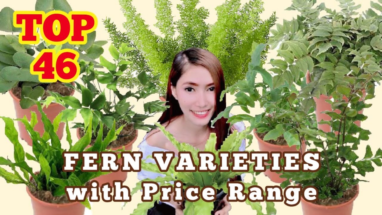 FERN VARIETIES AND THEIR PRICE RANGE!! 🌱🌿☘️🍀🍁🌴 - YouTube