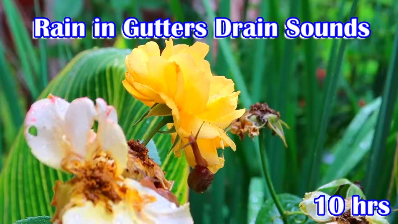 10 hrs Rain in Gutters Drain Sounds ASMR for Sleeping, Study ...