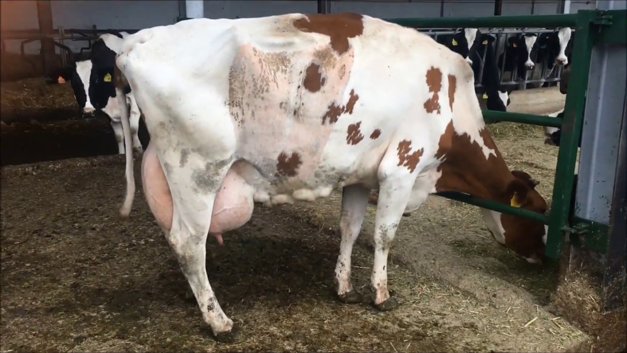 Abomaso izquierdo recidivante RECUPERACIÓN - YouTube