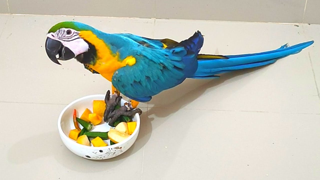 Macaw Eating Food | Blue and Gold Macaw Bird | Mickey the Macaw Bird ...