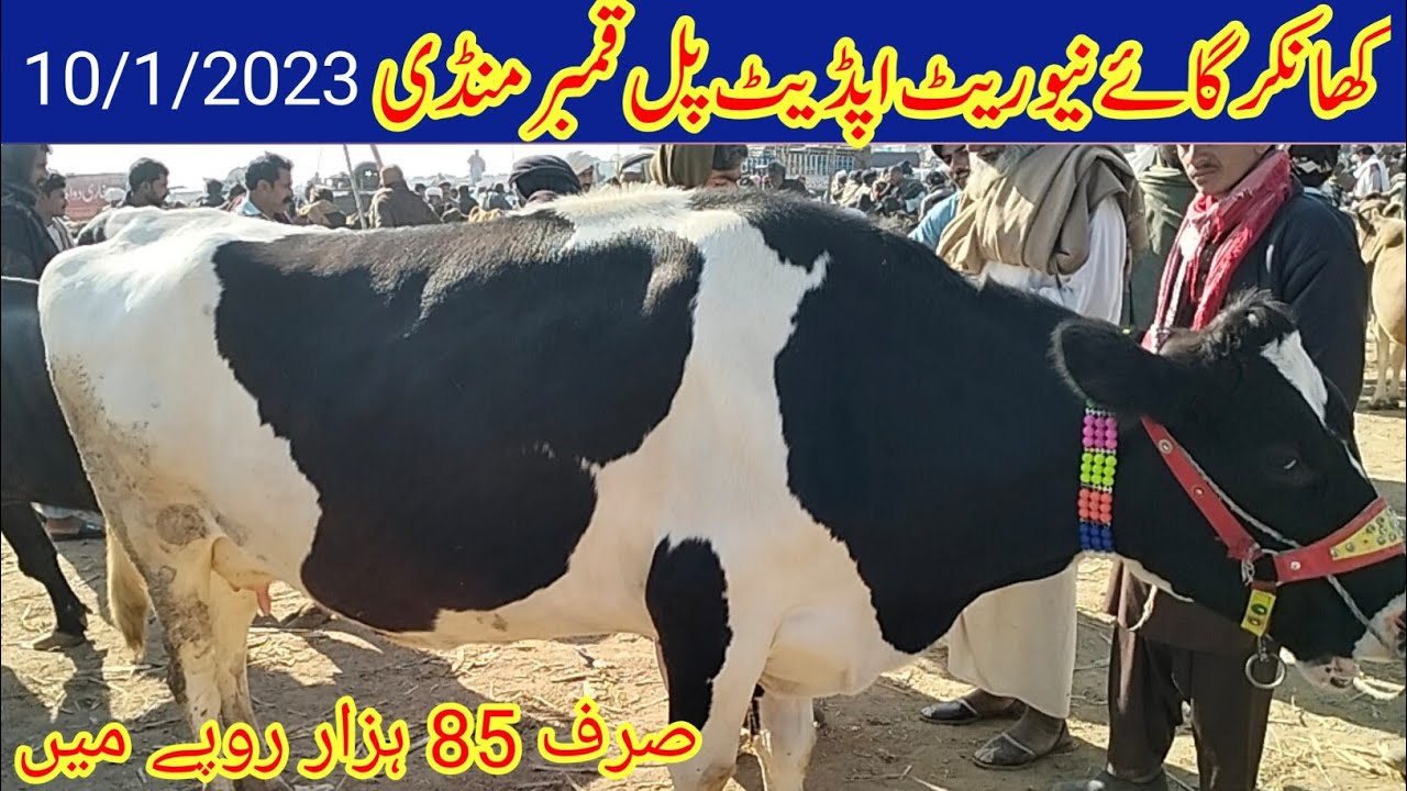 HF Khangar Cow New rate update in pul qambar mandi 10/01/2023 - YouTube