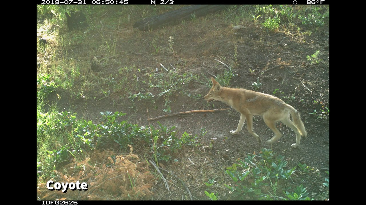 Game cameras capture millions of pictures of wildlife - YouTube
