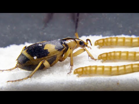 The fart bug meets the bread bug!