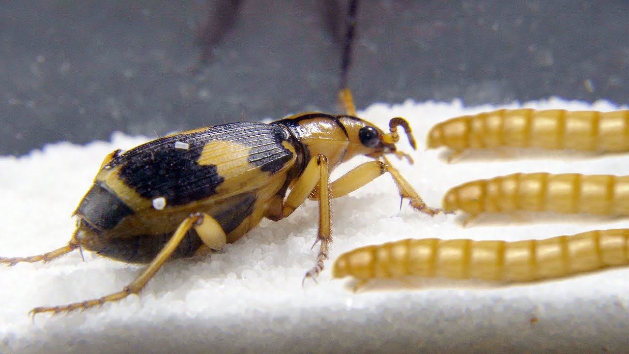 放屁蟲遇到面包蟲！The fart bug meets the bread bug! - YouTube