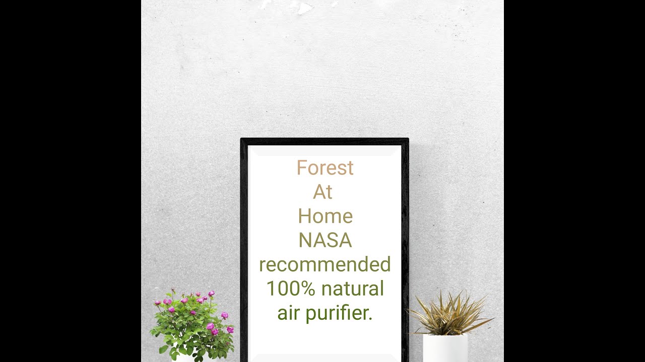 Forest At Home/ NASA recommend 100% natural air purifier plants. - YouTube