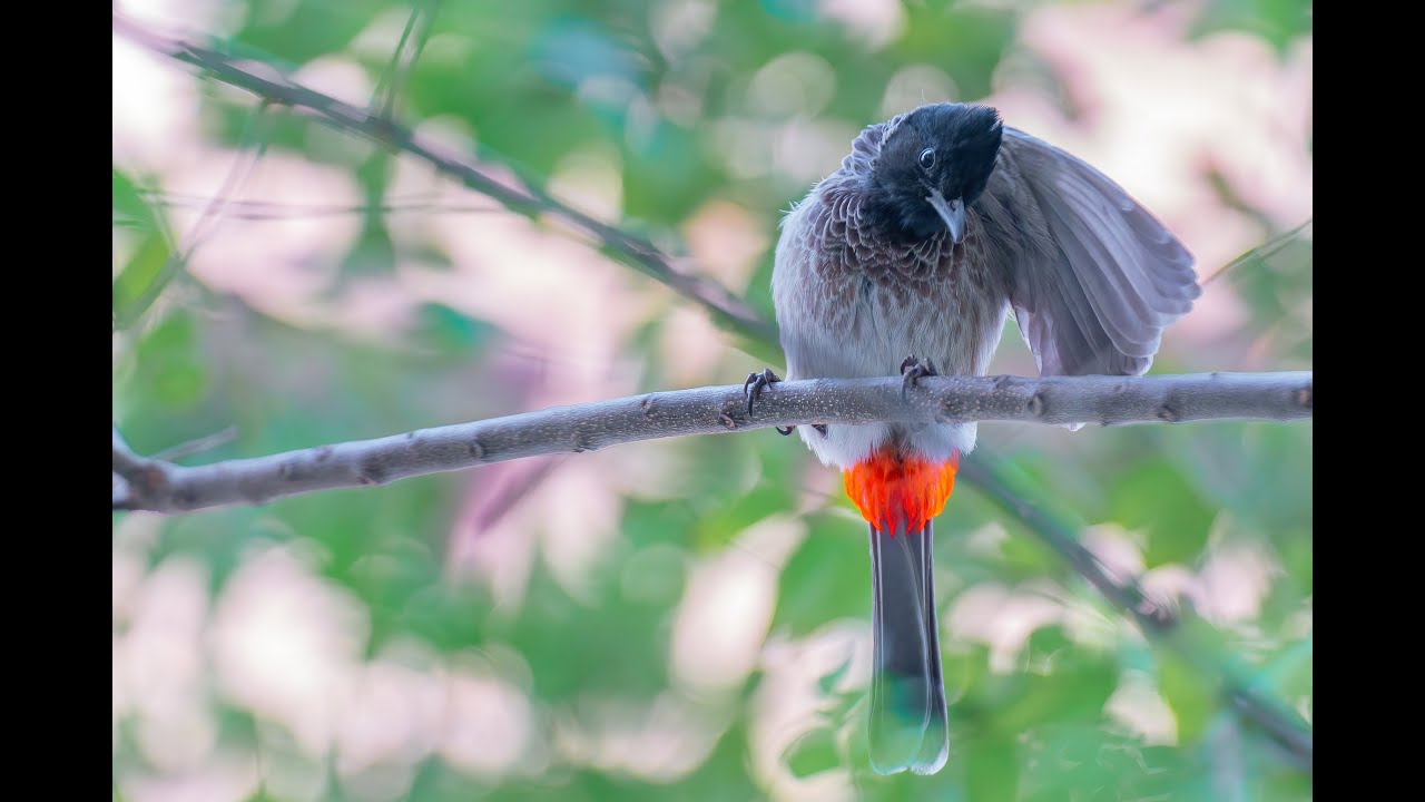 bulbul @my home balcony - YouTube