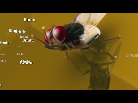 Makkhi movie scene hindi status bindu meri