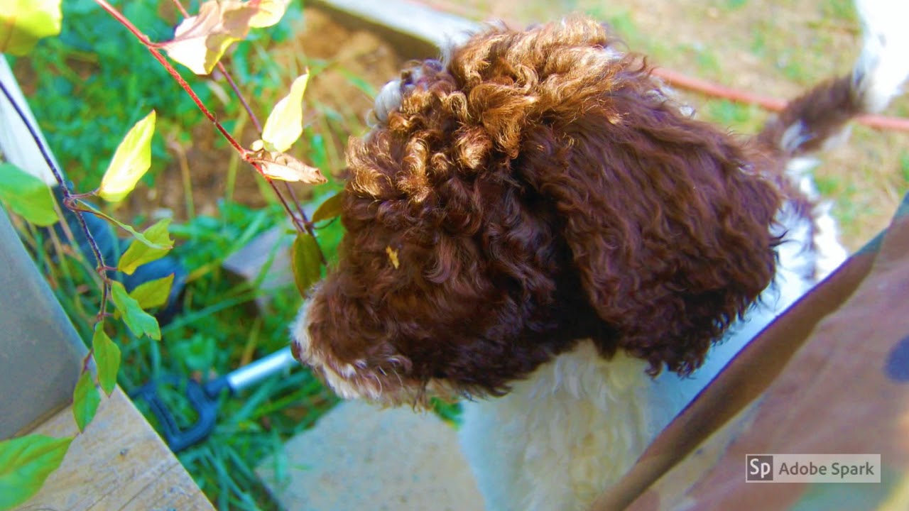 Parti Male Fleece Coat - YouTube