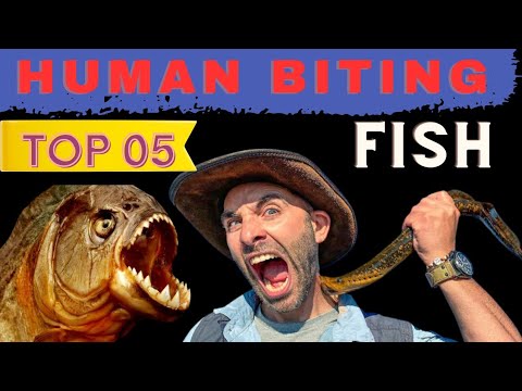 Top 05 Human biting Fish | Most dangerous fish in world | # ...