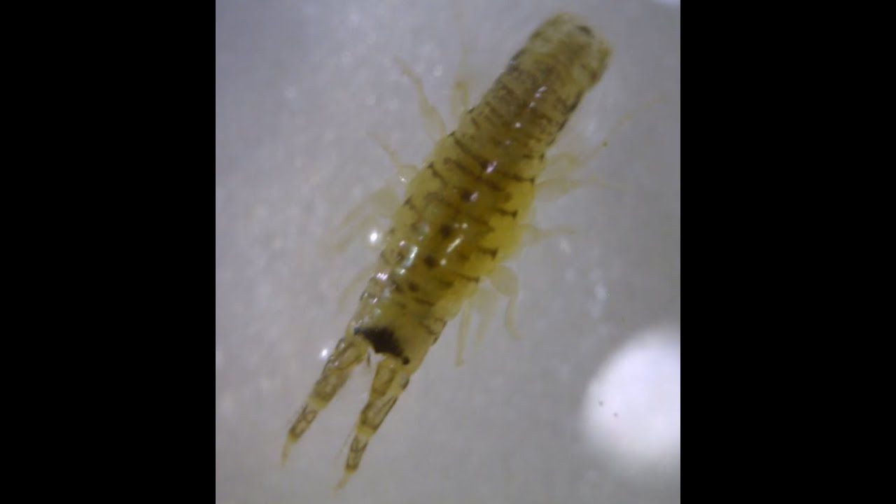 Corophiidae sp. (Amphipoda) 육질꼬리옆새우과의 1종 - YouTube