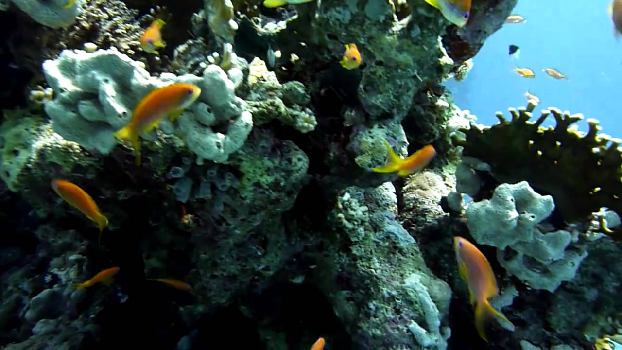 Temple Reef - Sharm el Sheikh - 28 september 2010 - YouTube