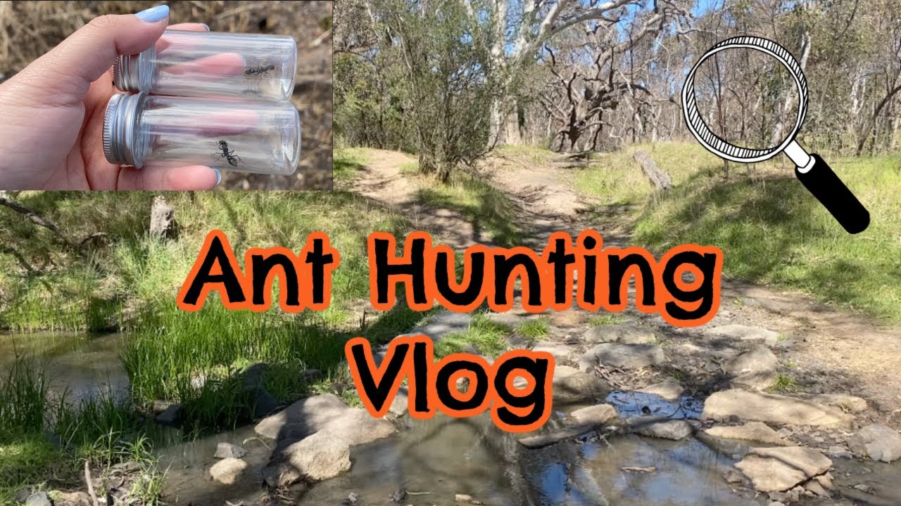 Ant Hunting Vlog || Anna's Antics - YouTube