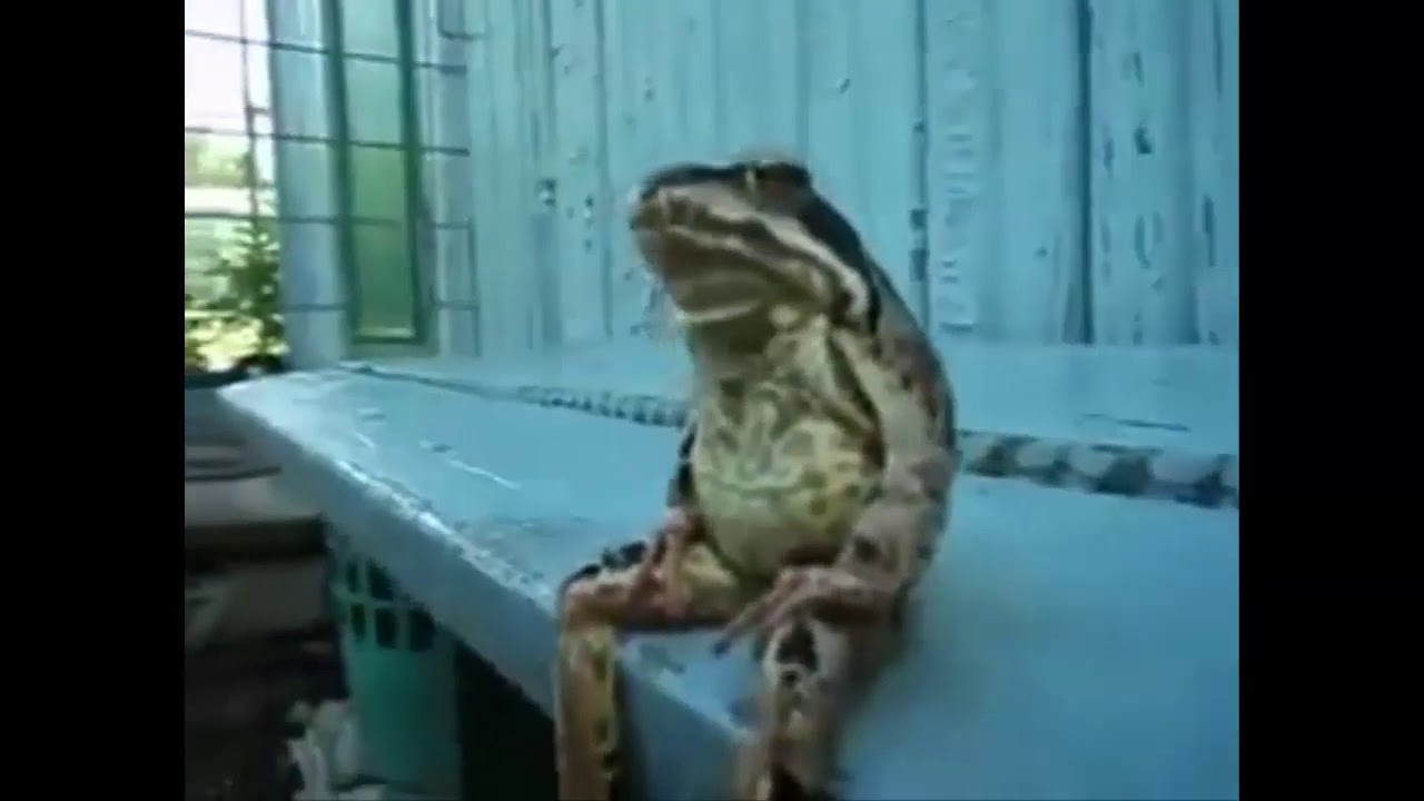 Sapo sentado meme - YouTube