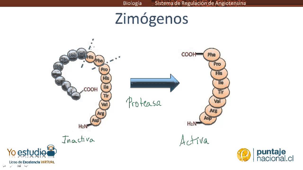 Sistema de Regulación de Angiotensina - YouTube